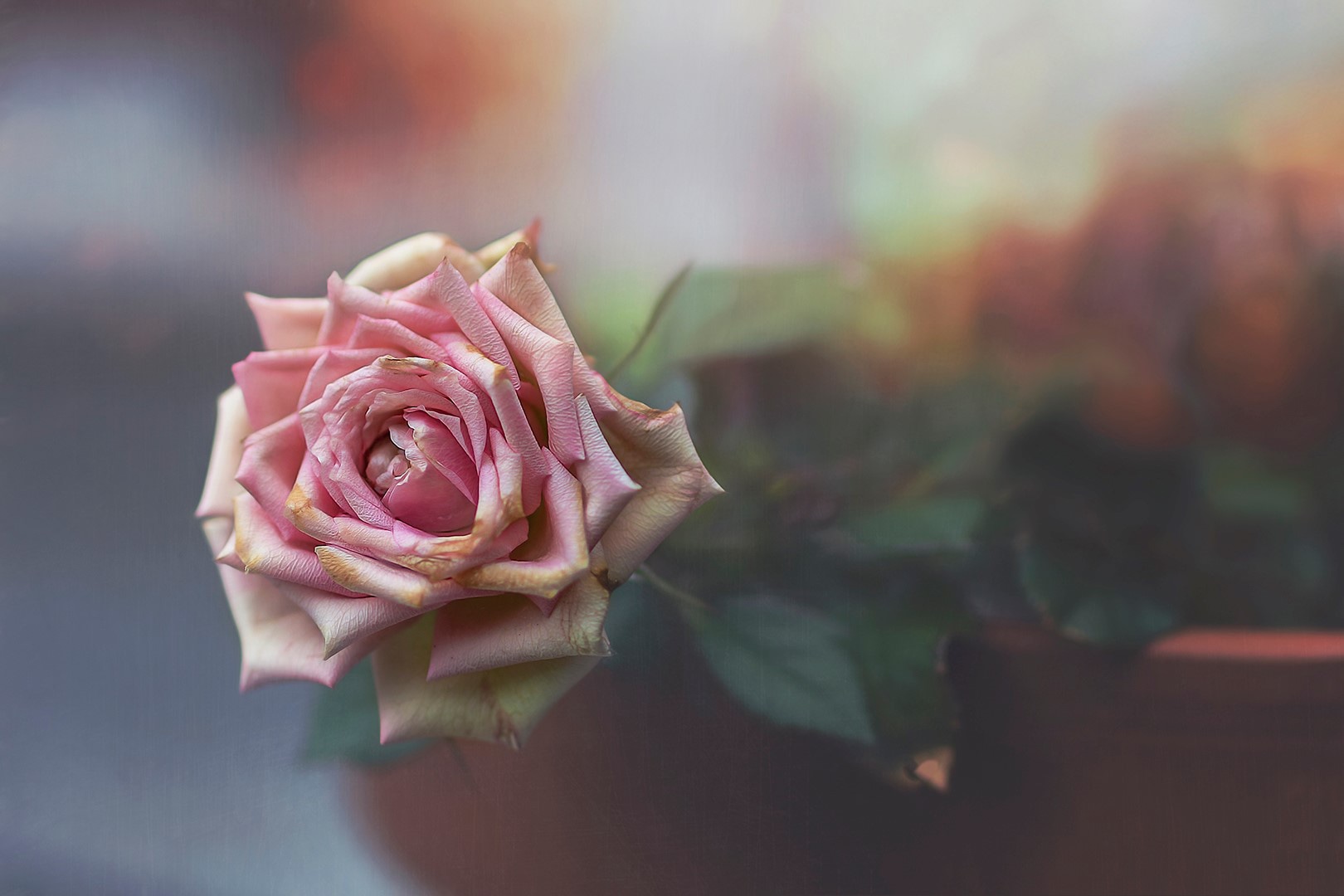 201809-TD-3rd-Monique Wilson-Flora-With Grace – St. Albert Photography Club